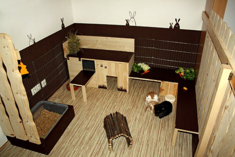 Como pueden vivir tus conejos en tu casa? – conesalud.com