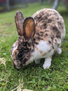Aprende a distinguir las distintas razas de conejos – conesalud.com
