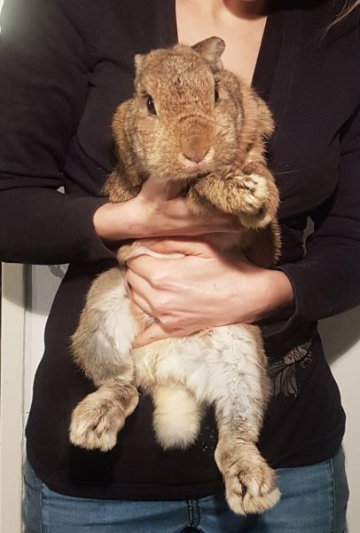 Cómo cargar a los conejos – conesalud.com