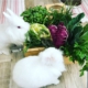 Qué Comen los Conejos? Guía Completa de Alimentación – conesalud.com