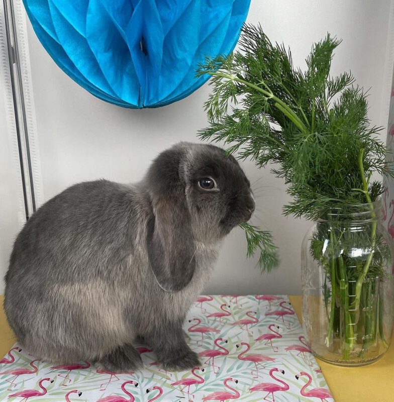 Hierbas aromáticas – conesalud.com