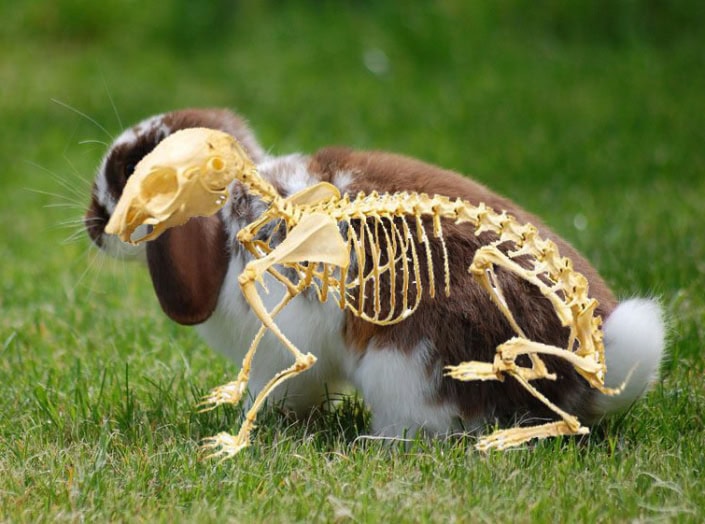 Anatomía de los conejos – conesalud.com